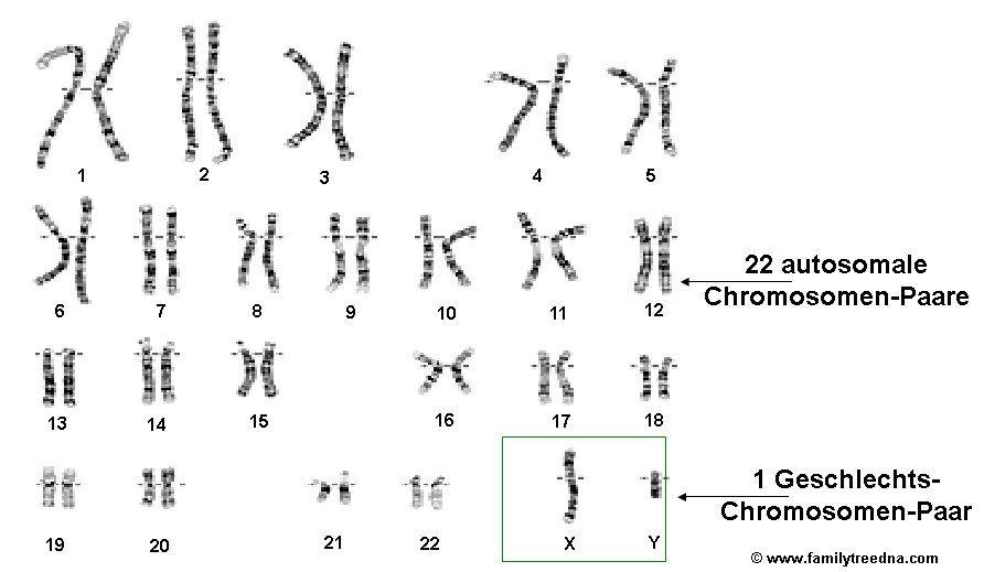 22 autosomale Chromosomen-Paare und ein Geschlechts-Chromosomen-Paar ...